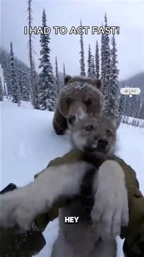 I Saved a Wolf Pup from a Bear... Then Its Family Showed Up