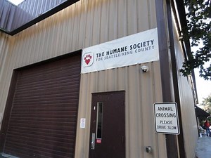 Free Animal Adoptions at the Seattle Humane Society Through This Weekend