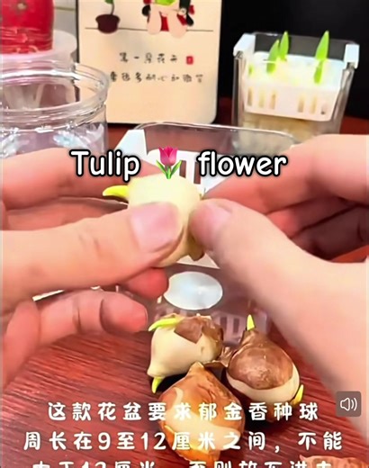 Beauty of Tulip Flowers in Cambodia