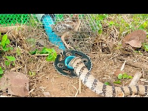 How to build a snake trap Easy DIY Amazing Video Big Snake Trap