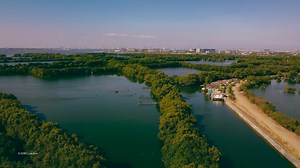 Discover mangrove forest ‘Pugad Baboy’ in your next Kawit visit - The Cavite Rising