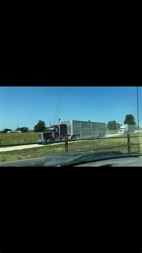 1.7K views · 56 reactions | The balance of the fall herd came home from summer pasture. Calving getting ready to take off like a rocket!  | Harris Angus | Facebook