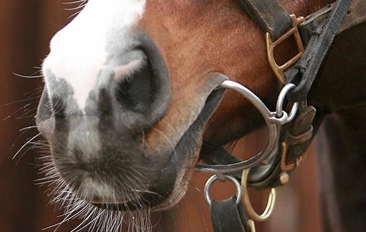 The Chifney bit: how to use it correctly | Horse & Hound