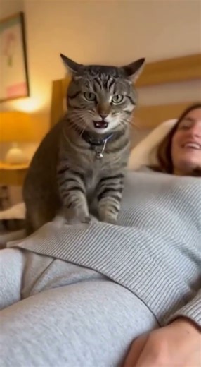 Didn’t Know Cats Get THIS Mad😂😂😂#viral #funny #cat #fyp #shorts #cute #viralvideos #short #pets