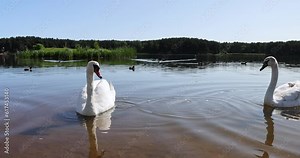 beautiful white swans on the lake in the spring, swans living in the park who are fed in the spring season
