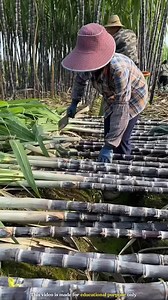 82K views · 1.5K reactions | Chinese Sugar Cane best Farming tricks | Dil Ki Awaz | Facebook