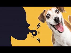 Whistle Sounds For Dogs | To Attract Dogs