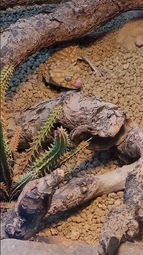 棘皮瘤尾守宮Centralian Rough Knob-tailed Gecko/Taipei Zoo