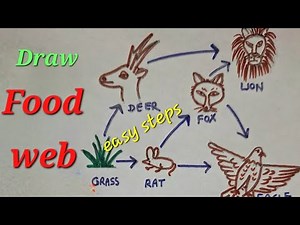 Food web drawing easy, draw food web easy, how to draw food web easy, food web drawing 1