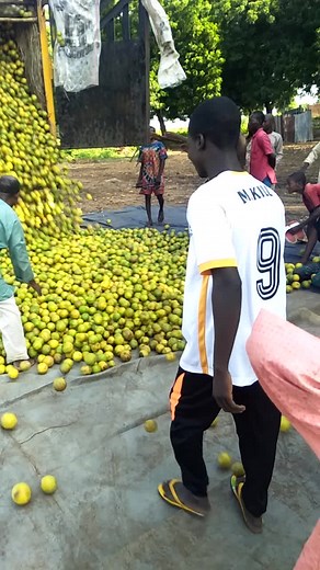 Sorting Unripe Mangoes in a Bustling Outdoor Market