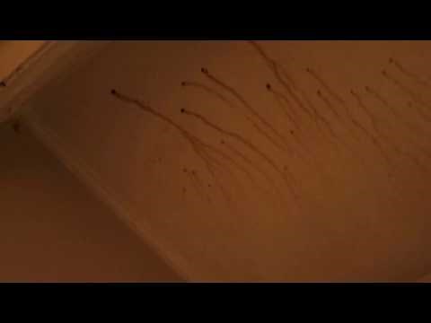 Cleaning with TSP and Painting Walls of a Chain Smoker