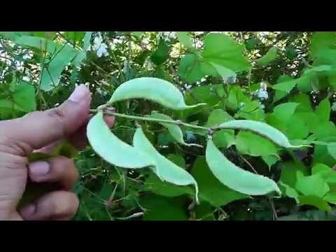 How to grow Hyacinth or Lablab Beans