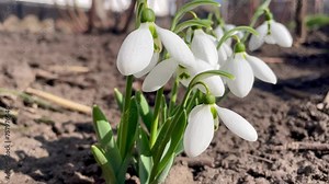 The first spring flowers of snowdrops, early spring white flowers, white blooming folded snowdrop or Galanthus plicatus, a sunny spring day Stock Video