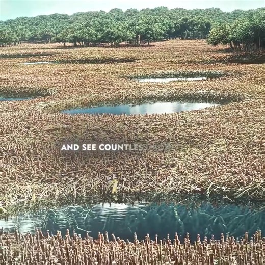 53K views · 1K reactions | THE LIFE OF PI | Movie Hub Guide | Facebook