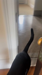 This video highlights two different types of searches and two different types of indications or alerts that PVWDC dogs are taught in our foundational program. The first clip demonstrates Spring completing a live human odor search complete with a bark alert signaling that she has located the victim, which is the required indication for USAR dogs. The second clip shows Spring completing a single odor search with a stare indication, comparable to an explosives or narcotics detection dog “passive” a