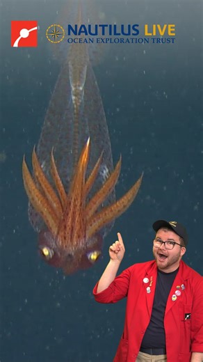 Museum of Science on Instagram: "How do squids change color? 🌈🦑 Glass squids like this one spotted by @nautiluslive use pigment-packed chromatophores to darken their bodies and vanish into the deep. This backup camouflage is a defense mechanism in order to avoid predators. #Nautilus #Ocean #MarineBiology #Squid #Cephalopod"