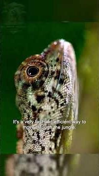 FLYING LIZARD | VIPER | WILDLIFE SURVIVAL #youtubeshorts #usa #animals #viral #facts #foryou