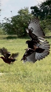 1.6K reactions · 46 shares | Amazing speed of Changeable Hawk Eagle hunt bird of prey for their food | Ros Veasna | Facebook