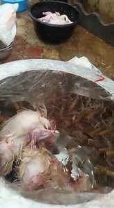 4 comments | Automatic Defeathering with the capacity to defeather 10 birds in 5 minutes available for sale at an affordable price. Call/whatsapp 09094538736 | Farmergiant Nigeria Limited | Facebook