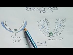 Embryology of palate - Part 1
