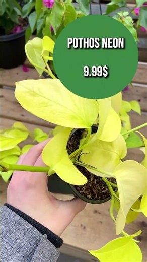MAGASINER DES PLANTES POUR MOINS DE 35$ / SHOPPING FOR PLANTS FOR LESS THAN $35