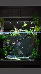 9.8K views · 207 reactions | The Grotto is a special tank to me! Not only it’s a personal tank that I get to see everyday, but all the learnings from this build, I got to apply to other setups for my clients. Also it’s just a lovely when it receives the same amount of love from both serious hobbyists and the general public! | TMK Aquarist | Facebook