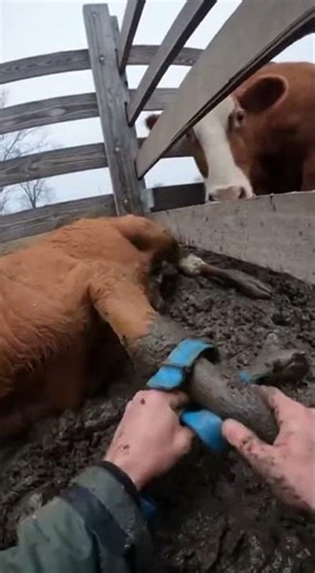 Hands Prying Nylon Strap in a Tight Muddy Pen