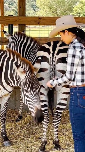 🌴✨ More Than Stripes — Zebras Communicate Through Sounds and Tail Flicks