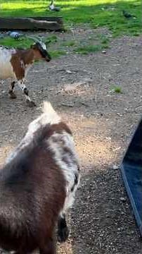 😂 LOL! Hilarious Goat Moments Compilation – Too Funny to Miss! 🐐 #GoatLife #FarmFun #animalmoments