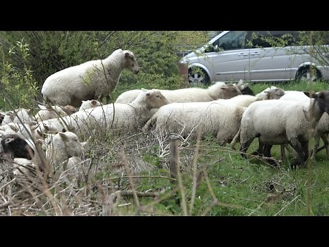 Sheep Jumping Fence - Schapen springen over hek