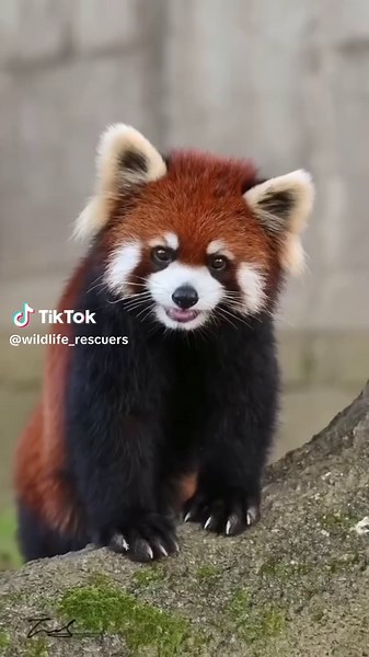 Red pandas—adorable and elusive residents of the eastern Himalayas and southwestern China—boast a surprisingly expressive vocal repertoire. Despite their small size and gentle appearance, they can produce an array of sounds, from high-pitched squeaks and rapid chattering to sharp whistles, especially during mating season or when they feel threatened. These vocalizations serve multiple purposes: not only do they help red pandas communicate, but they also play a role in marking territory and attra