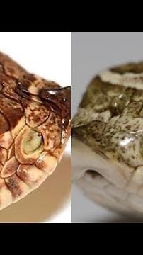 Cute Hognose Snake TikTok Compilation #2