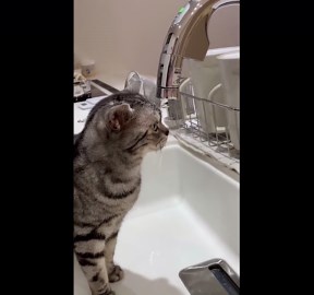 Clever pet cat learns how to use water tap when he wants a drink
