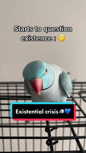 Not his Zazu-ssy showing. 😳🐦👀 #tiktokaustralia #tiktok #trending #zazu #indianringneck #cute #love #nature #vibes #chill #sweet #petsoftiktok #pet #animals #birds #funny #meme #blue #bluechicken #aww #beautiful #zazussy #funnyvideo #life #existentialcrisis