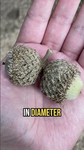 Bur Oak What BIG Acorns You Have!