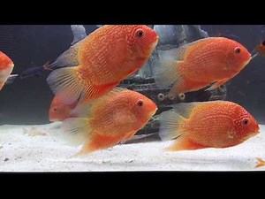 Red Spotted Severums (H D)