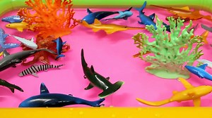 Learning Sharks Sea Animals with Shark Toys Educational Video for Children Toddlers-jy