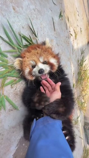 Playful Red Panda Interaction | Cute and Funny Moments