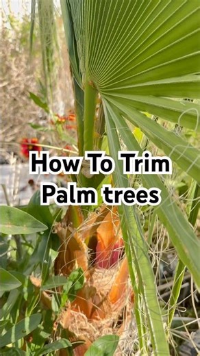 How to trim, palm tree trees! #homegarden #gardening #desertgarden #gardentips