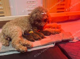 Tiny cavapoo F1BB - ESA certified - £2,295