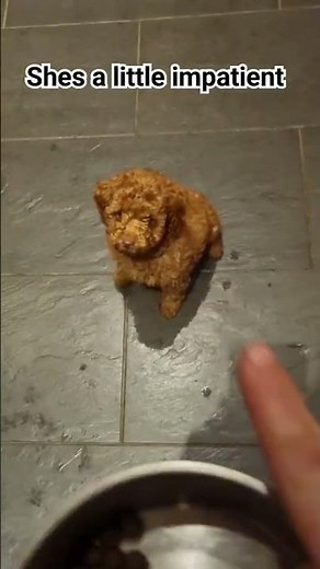 Training a 10 week old Cockapoo puppy to wait #trainedpuppy