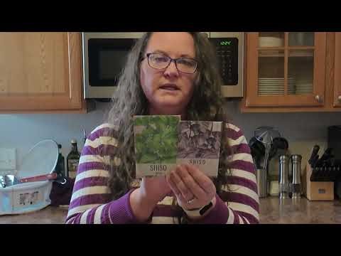 Seed Needs Shiso Seeds for Planting Green & Red Perilla