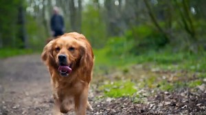 10K views · 925 reactions | Bouncing back from their surgeries, Edith is full of energy, Bertie can play with his big brother once more and sweet Sunny can enjoy gentle walks by his family’s side. Thank you to the families for sharing their personal stories with us. #Supervet | The Supervet | Facebook