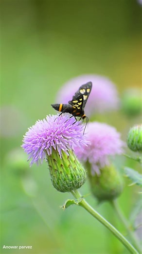 Beautiful Moth collecting honey#photography #india #wildlife#naturephotography #nikon#mothbutterfly