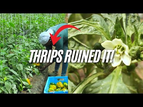 Thrips Ruined Our Bell Peppers: Terminating for a New Cycle