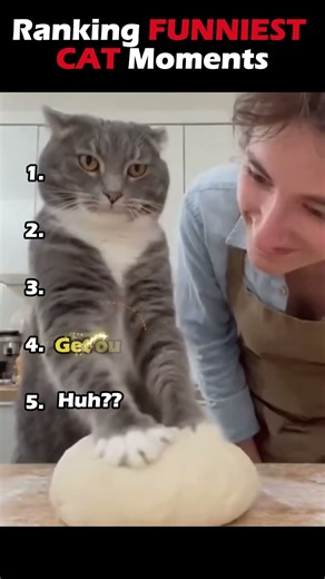 Ranking FUNNIEST CAT Moments #shorts #funny