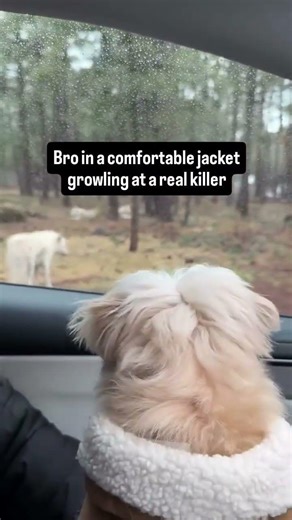 Bro didn’t realize that mane can really do that to them