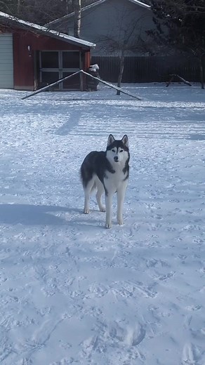 My dog has a routine, and this has to happen a few times a week. She demands it! No matter how cold or even how warm! | Snow Dogs Vlogs