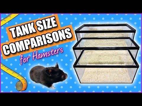 Tank Size Comparisons for Hamsters