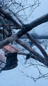 1.1K views · 19 reactions | Some snow in the forecast this weekend but nothing major. MORE: Weathering Heights, Roger Hill's weather forecasting service. https://buff.ly/42bQMr8 | Vermont Agency of Agriculture | Facebook